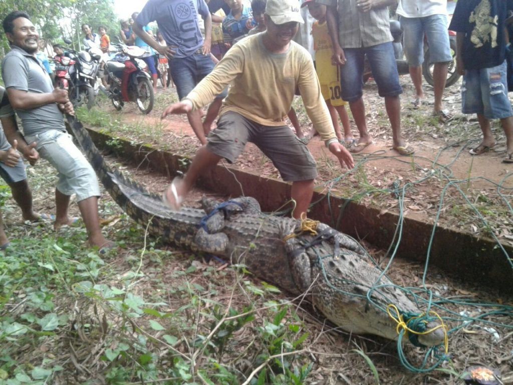 Mangsa Ternak, Induk Buaya 5 Meter Ditangkap Warga | aktualitas.id